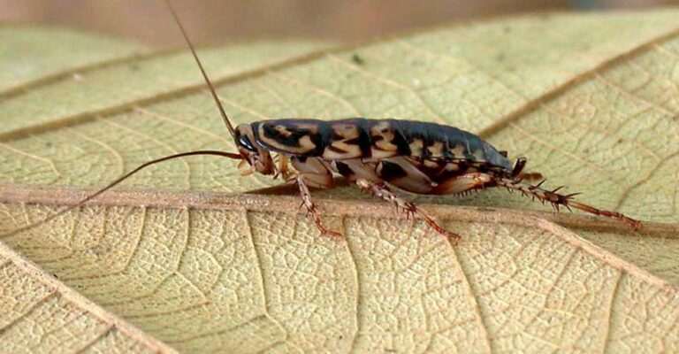 Tertarik memelihara kecoak? Harlequin cockroach bisa menjadi pilihan ...