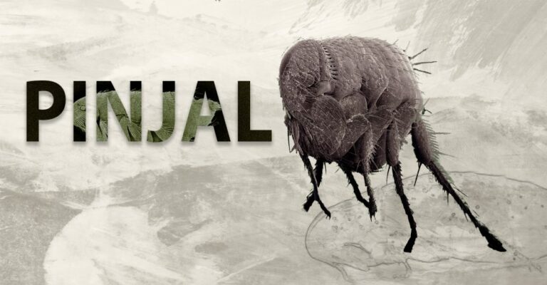 Mari kenali dan lakukan pengendalian pinjal untuk anabul kesayangan ...