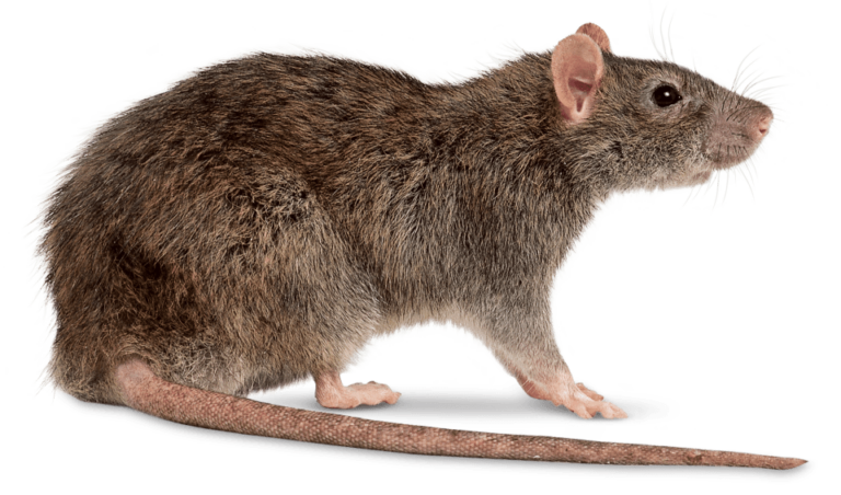 Tikus - Proton